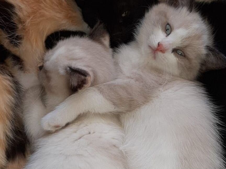 Котята от кошки крысоловки