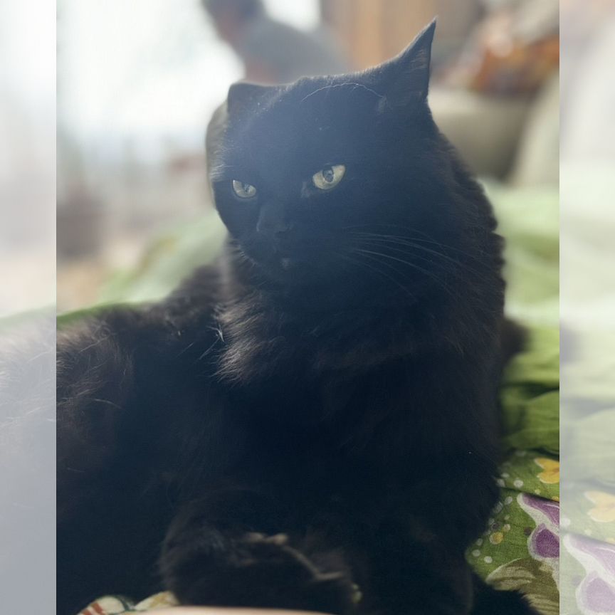 Продам Сибирского кота