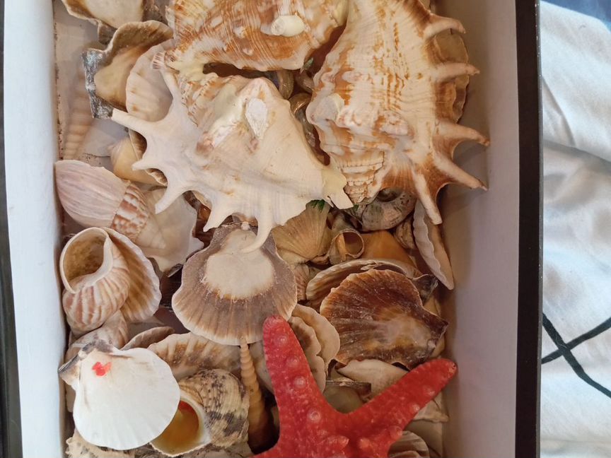 Ракушки и галька для аквариума