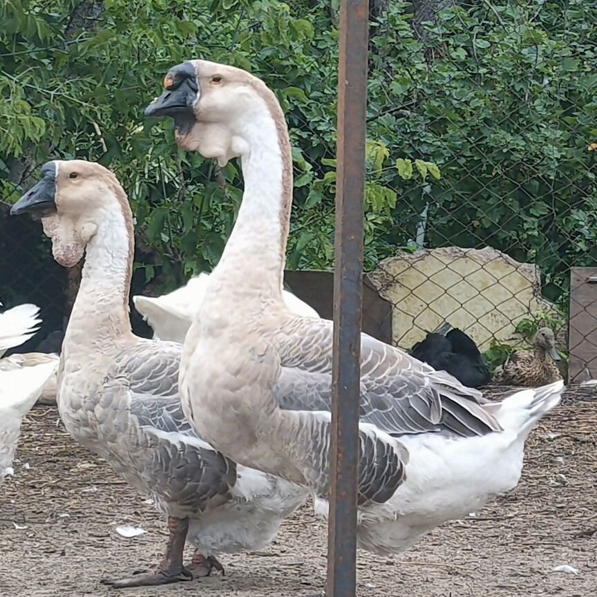 Гусь Тулуз, Львиная голова