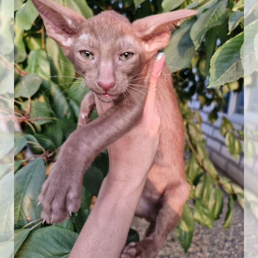 Ориентальный котик