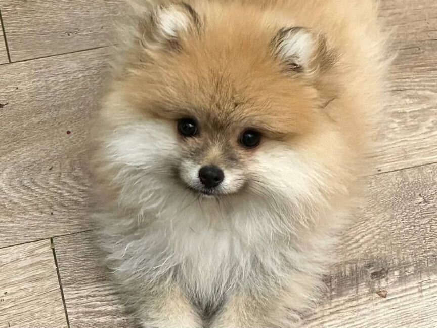 Щенки шпица