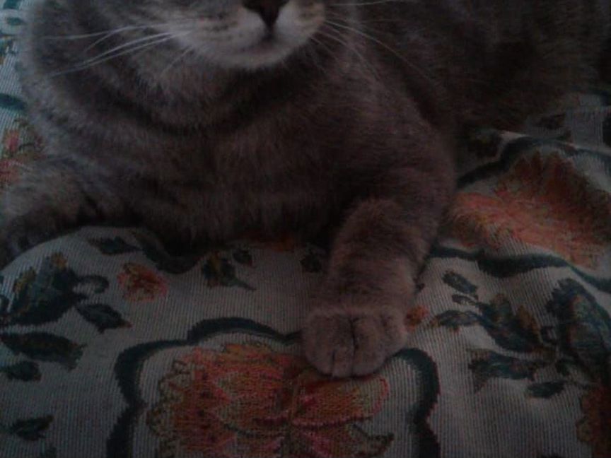 Домашние животные кошки