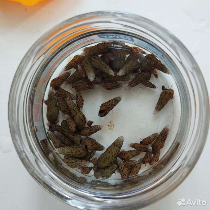 Улитка грунтовая Мелания