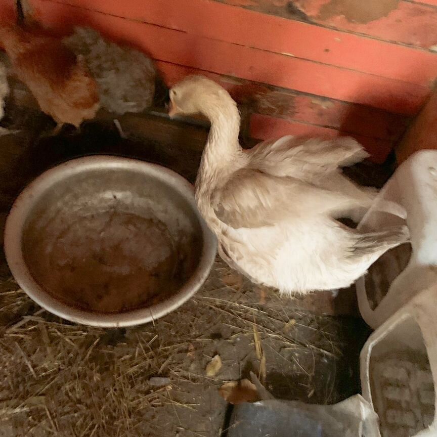 Продаю Гуску