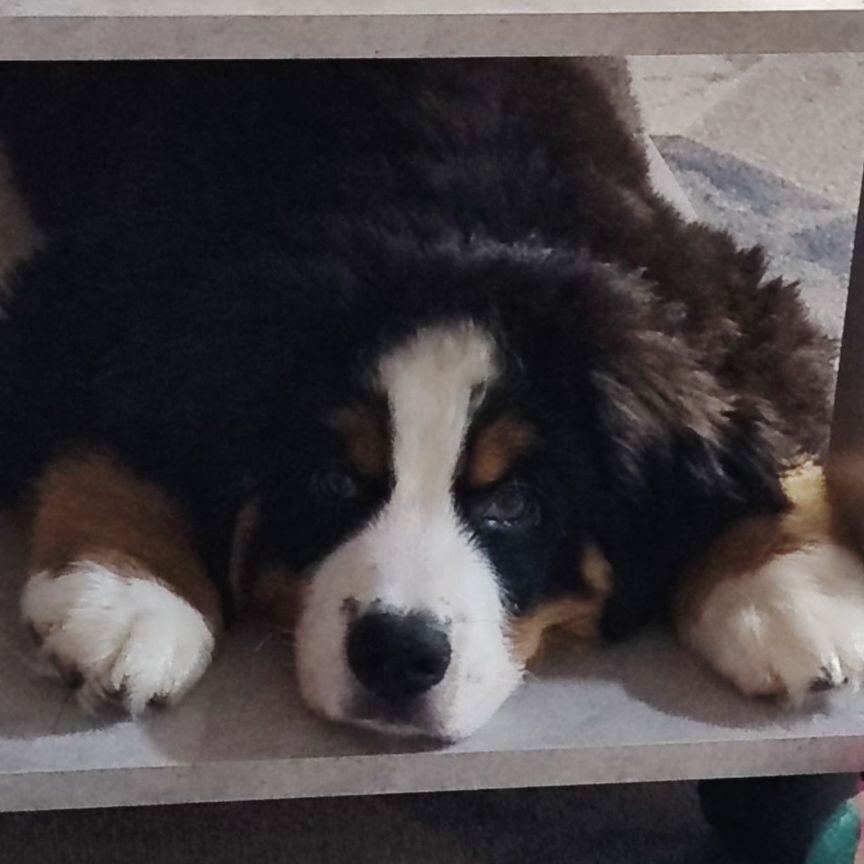 Бернский зенненхунд, щенок