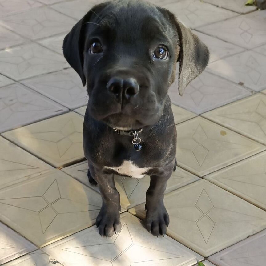 Щенок Кане-Корсо