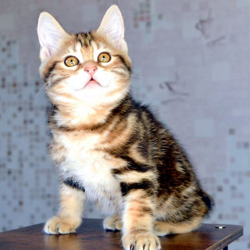 Курильский бобтейл короткошёрстный котёнок