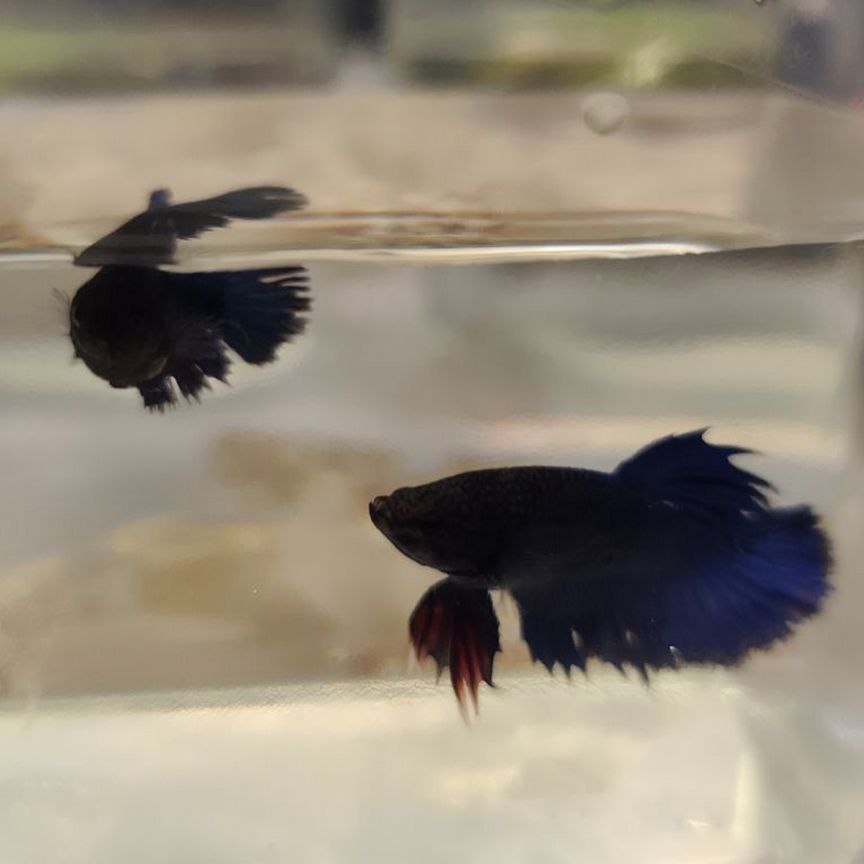 Аквариумные рыбки петушок