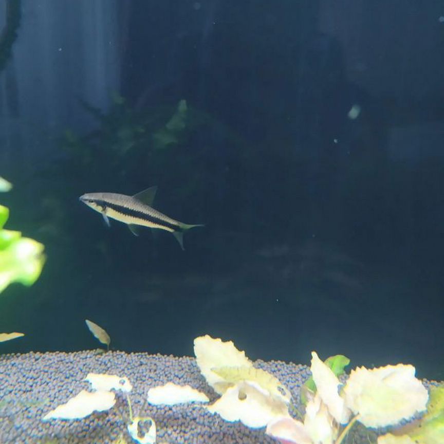 Сиамский водорослеед