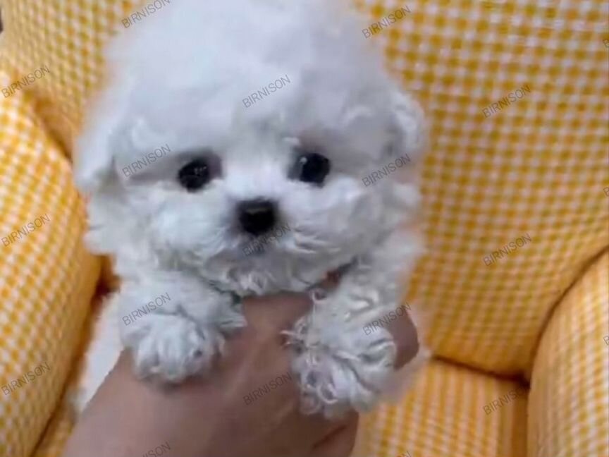 Бишон фризе (Под резерв к 8 марта)