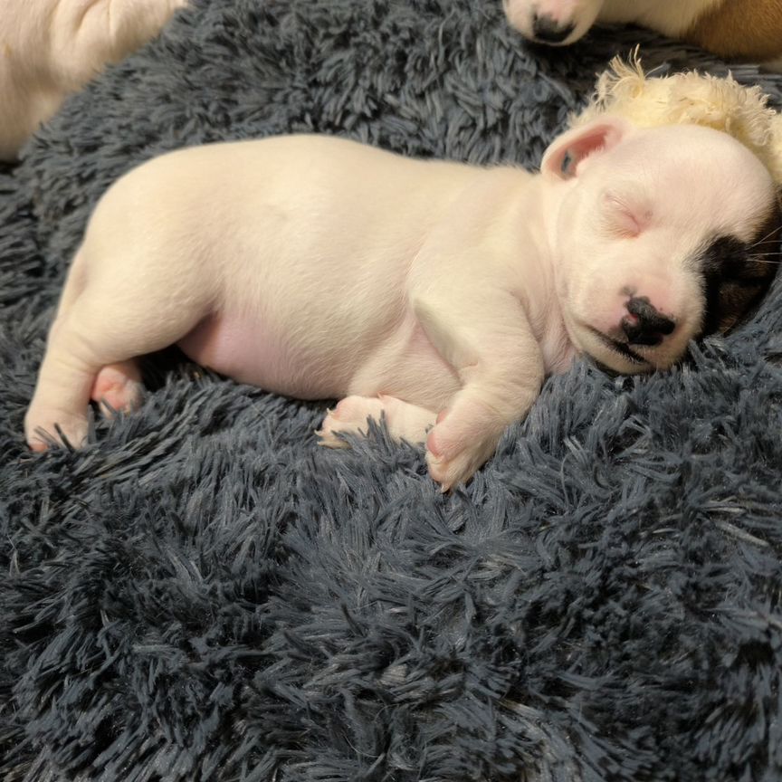 Щенки Джек Рассел терьера