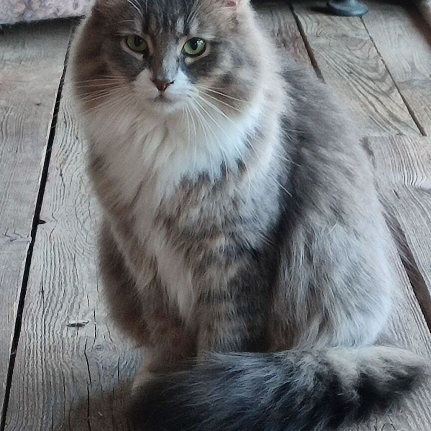 Пушинка ждёт укотовителей