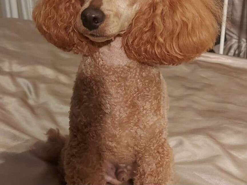 Вязка той-пудель