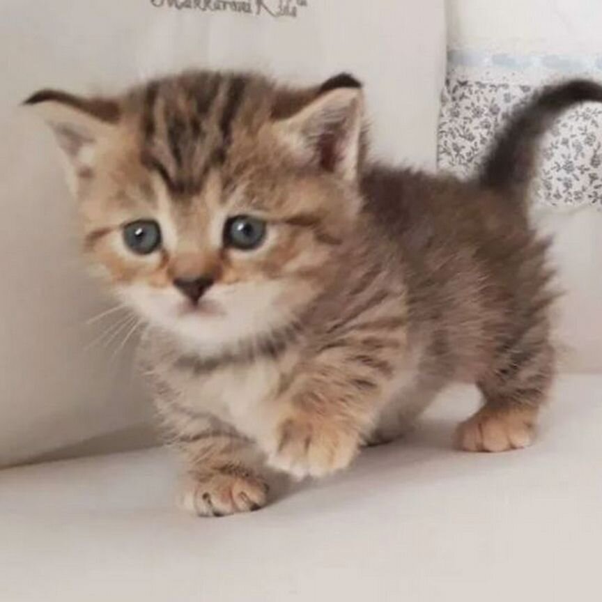 Котята Шотландская