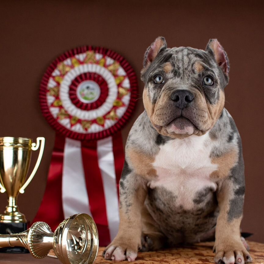 Щенок Американский Булли