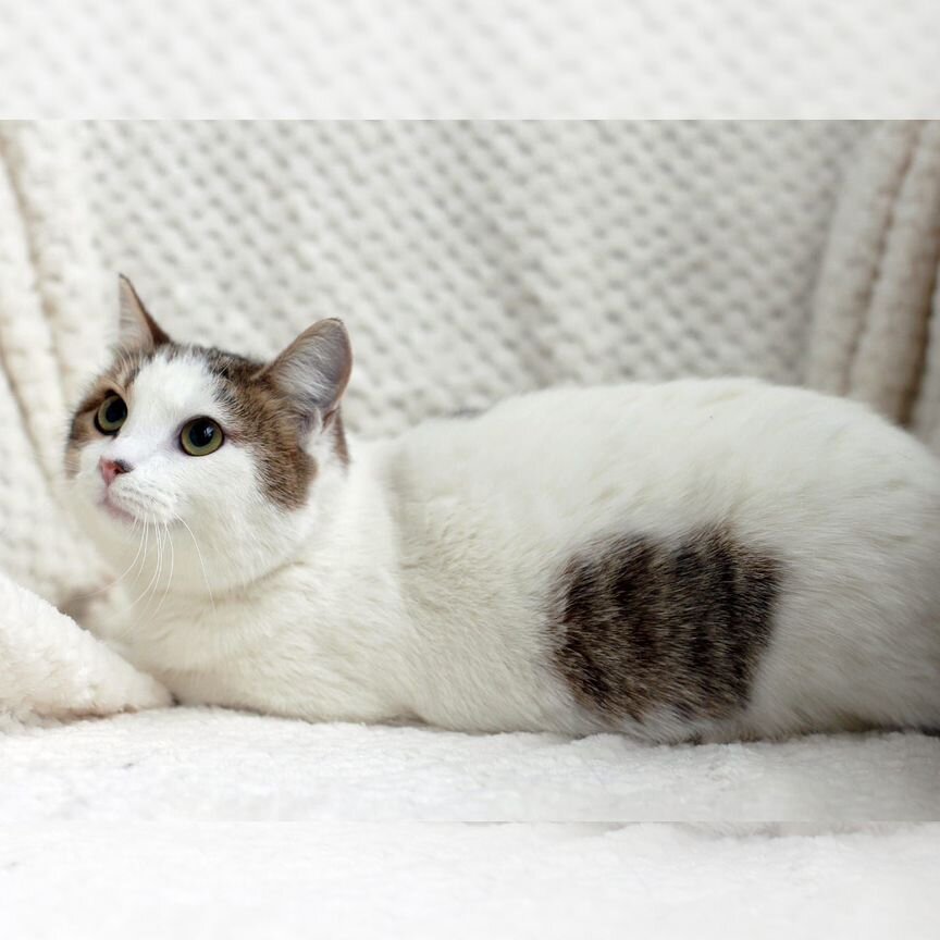 Белль ищет дом