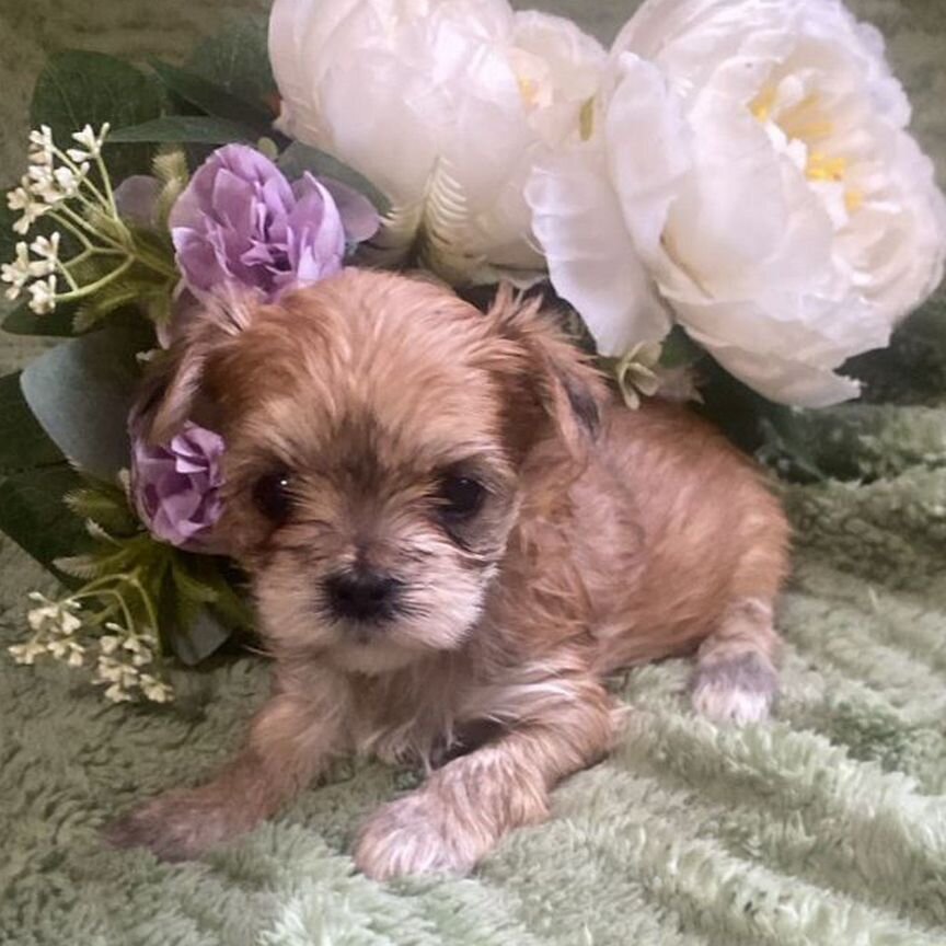 Мальтипу, щенок