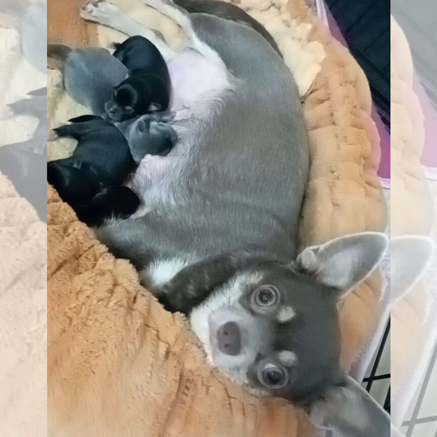 Чихуахуа, щенок