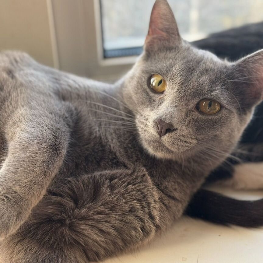 Котик толик молодой нибелунг