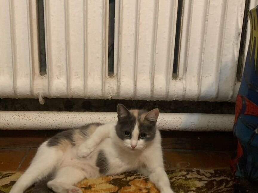 Кошки в добрые руки котята