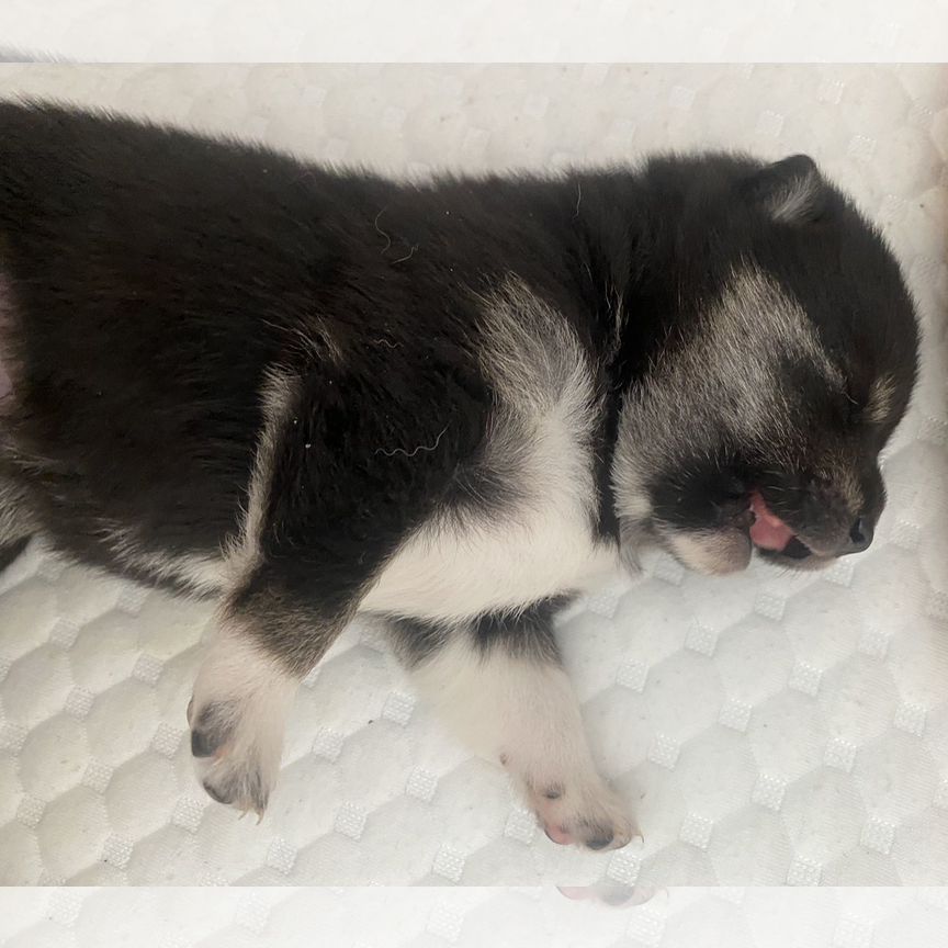 Шенки сиба ину