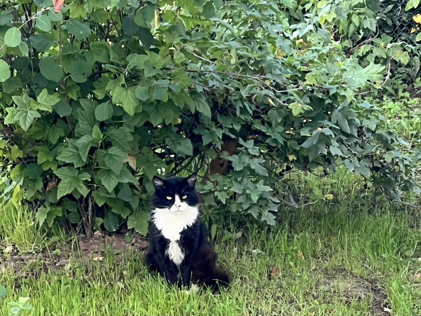 Котик бесплатно в добрые руки