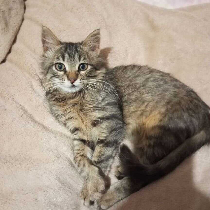 Котенок ищет дом
