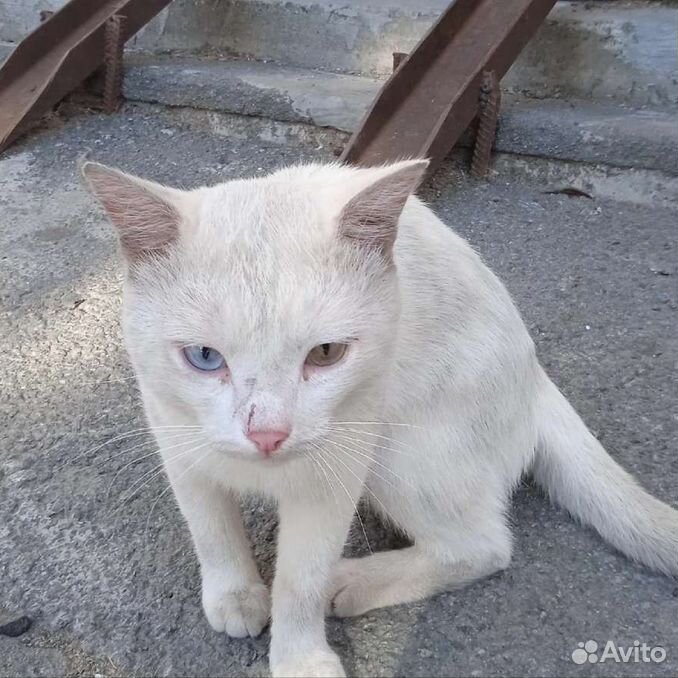 Котик с разными глазками