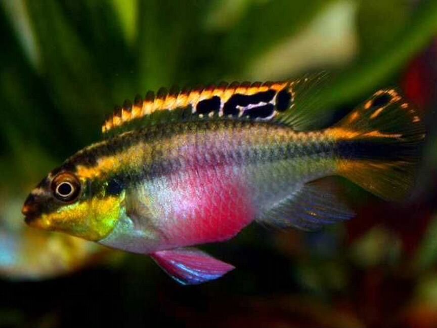 Пельвикахромис попугай - самка