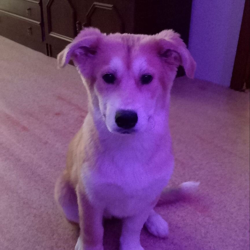 Отдам бесплатно в добрые руки