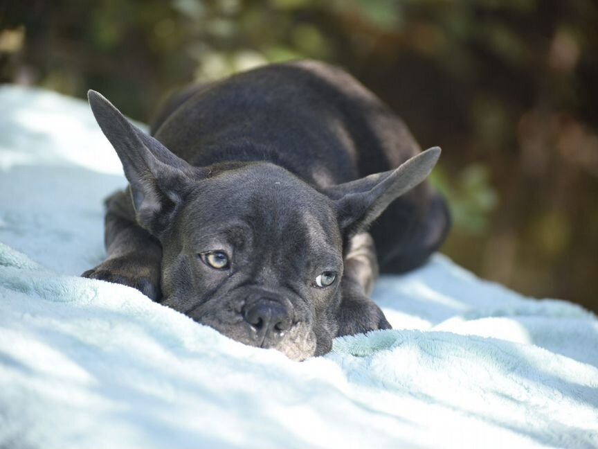 Мальчик и девочка 3,5 мес