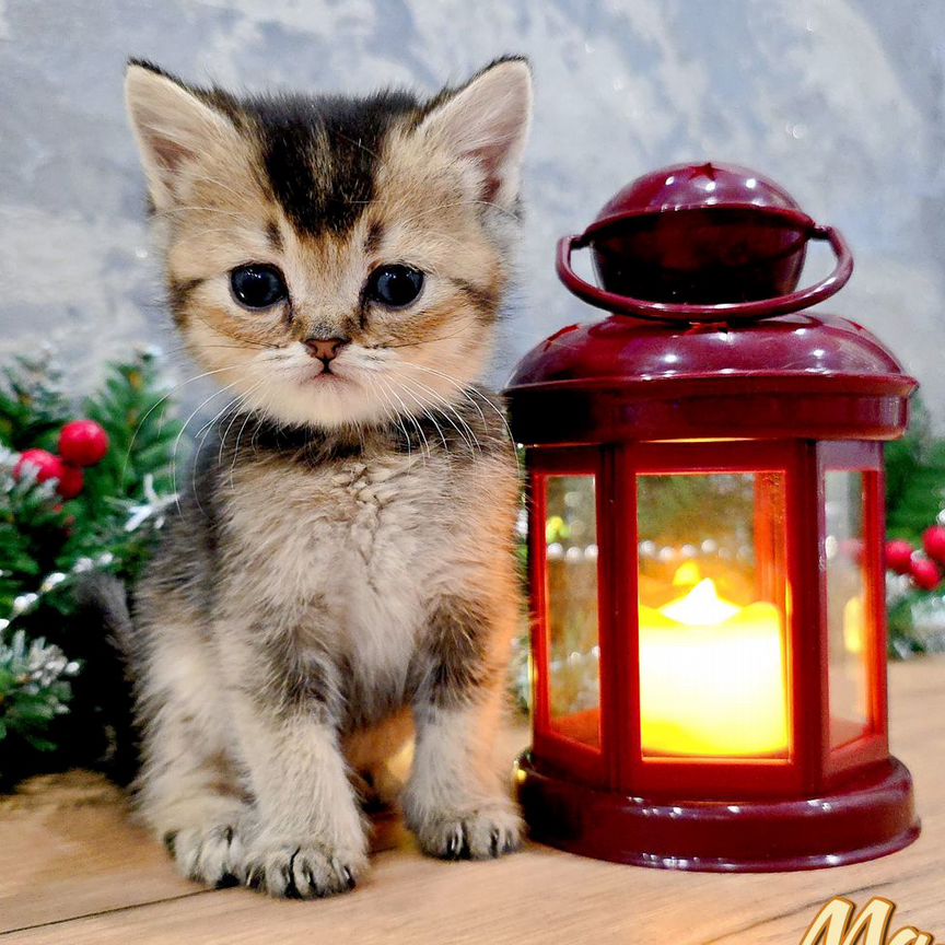 Шотландский прямоухий короткошёрстный котёнок