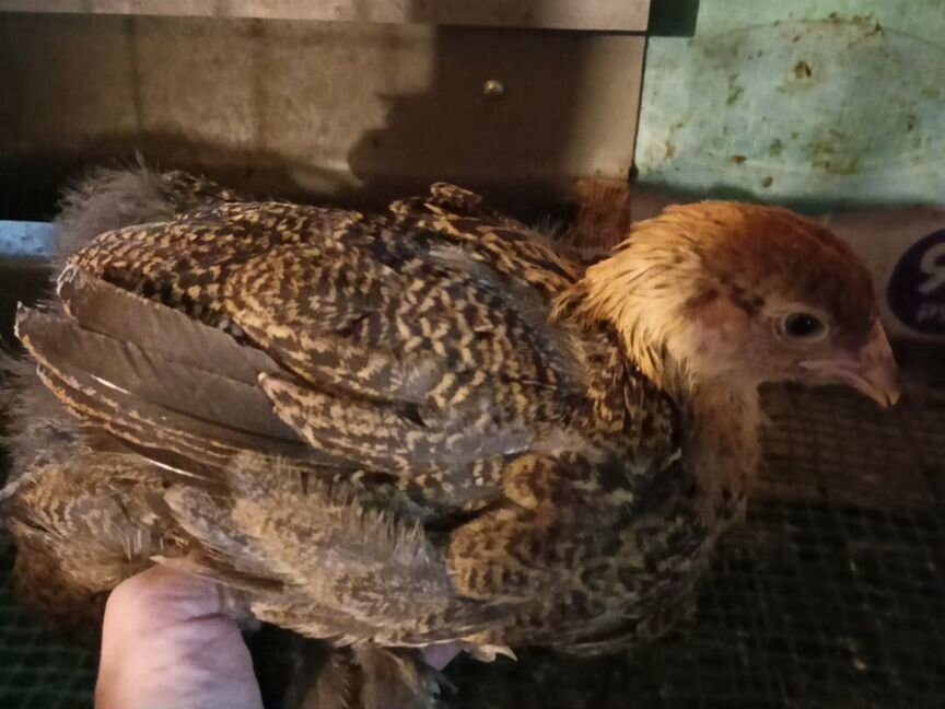 Молодки брама