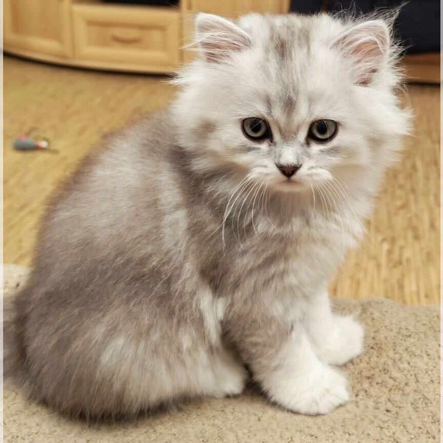 Шотландский прямоухий длинношёрстный котёнок