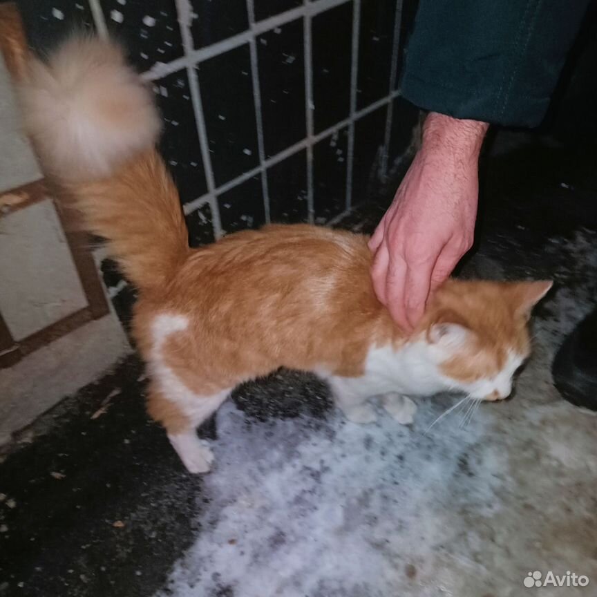 Ласковый котик