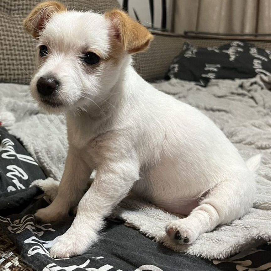 Джек-рассел-терьер, щенок