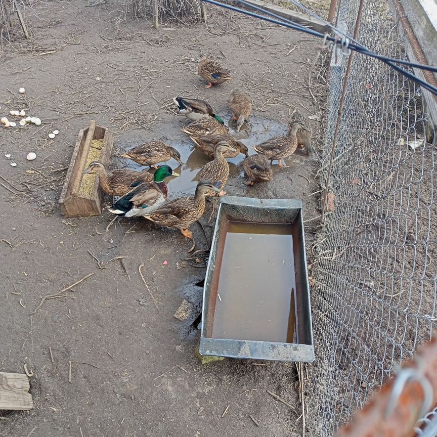 Утки подсадные для охоты