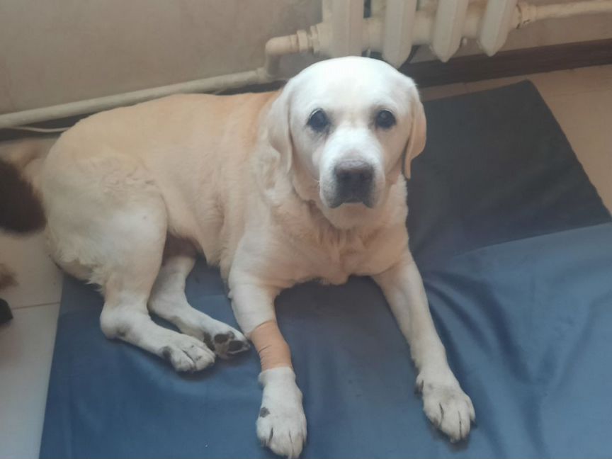 Адель в добрые руки