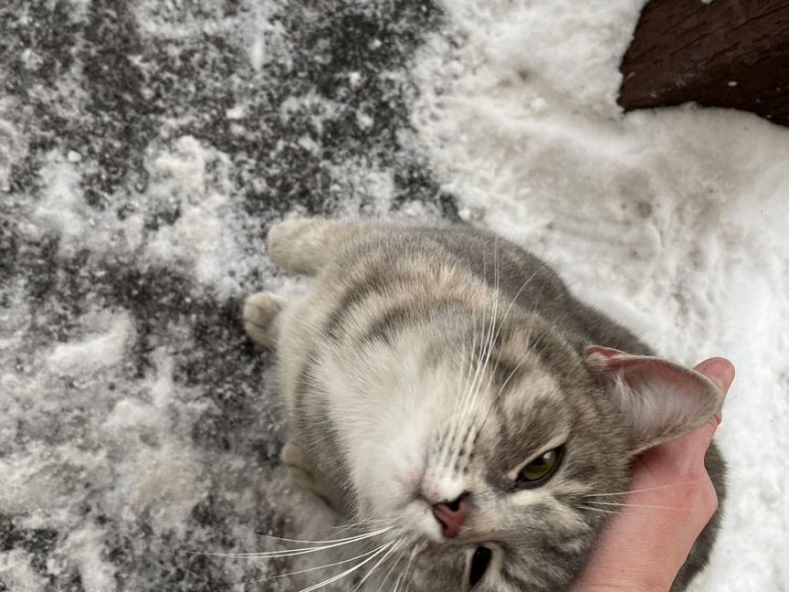 Кошки в добрые руки бесплатно