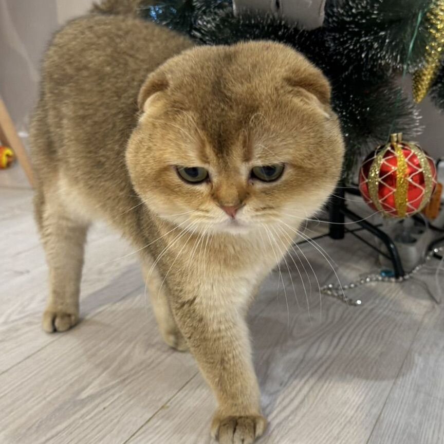 Скоттиш фолд золотая шиншилла