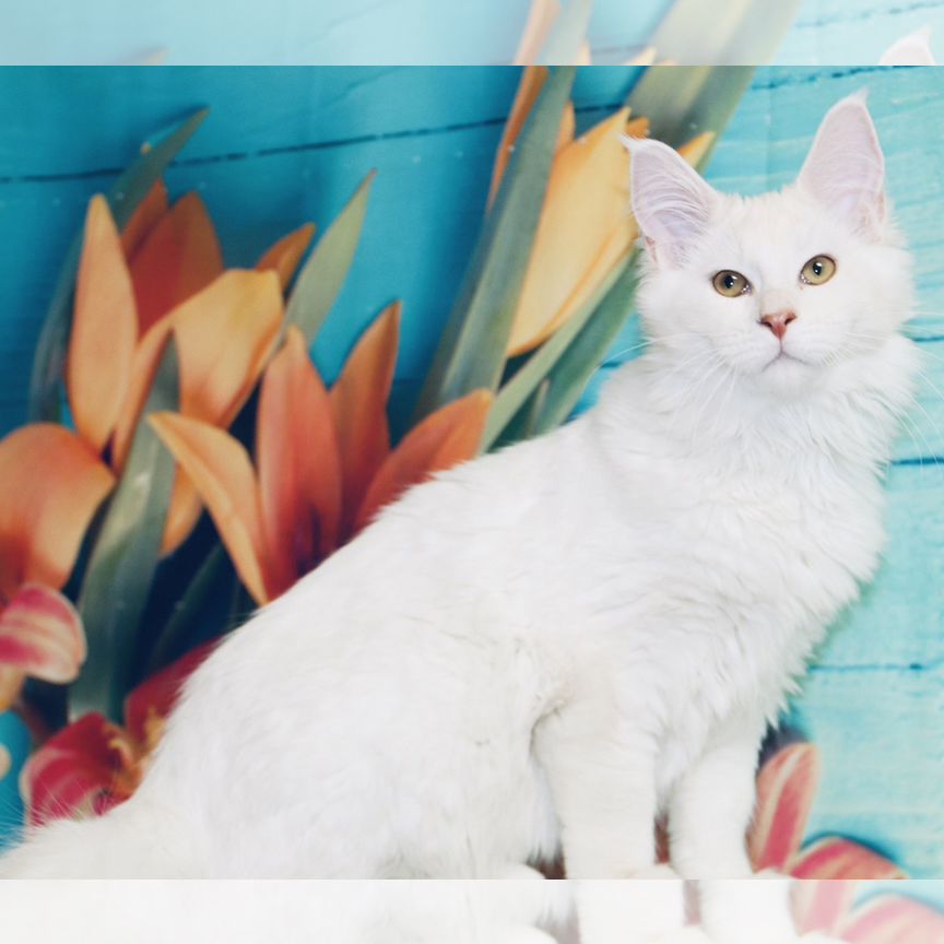 Мейн-кун котёнок