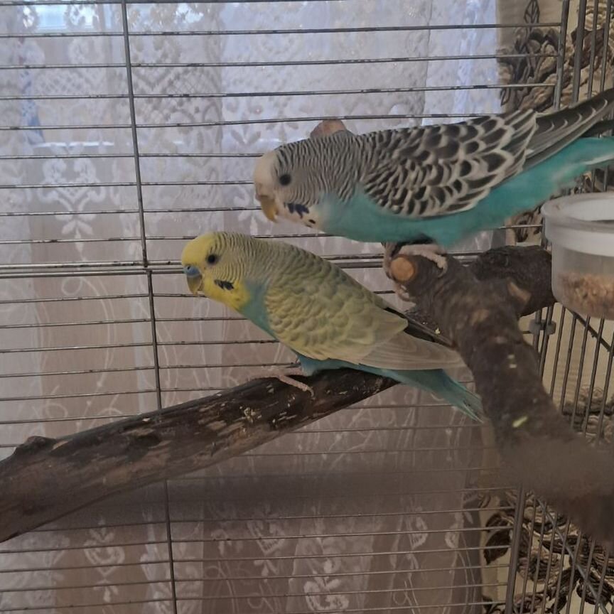Волнистые попугаи с клеткой