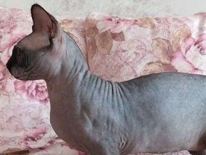 Канадский сфинкс Бамбино