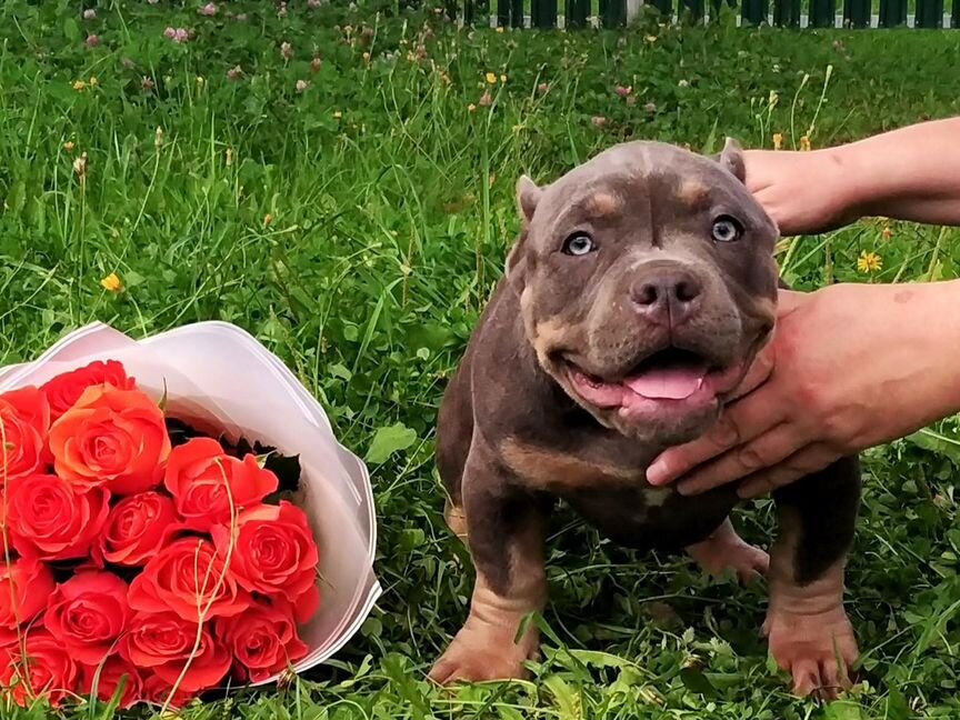 Американский булли покет щенки