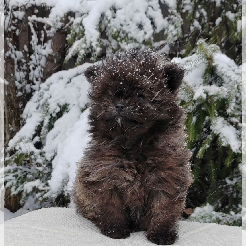 Мальтипу, щенок