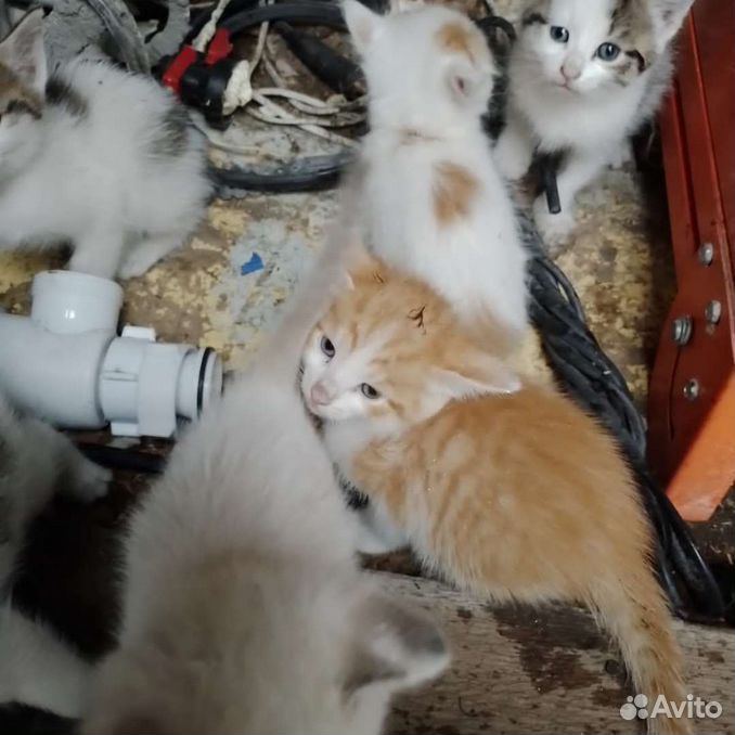 Британские котята в дар