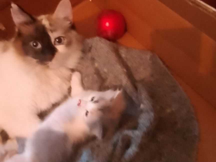 Котята