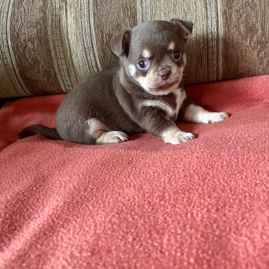 Чихуахуа Шоколадный мальчик