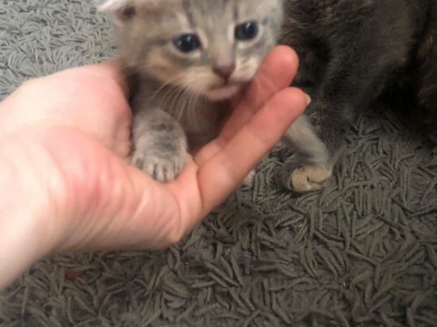 Вислоухие котята в добрые руки